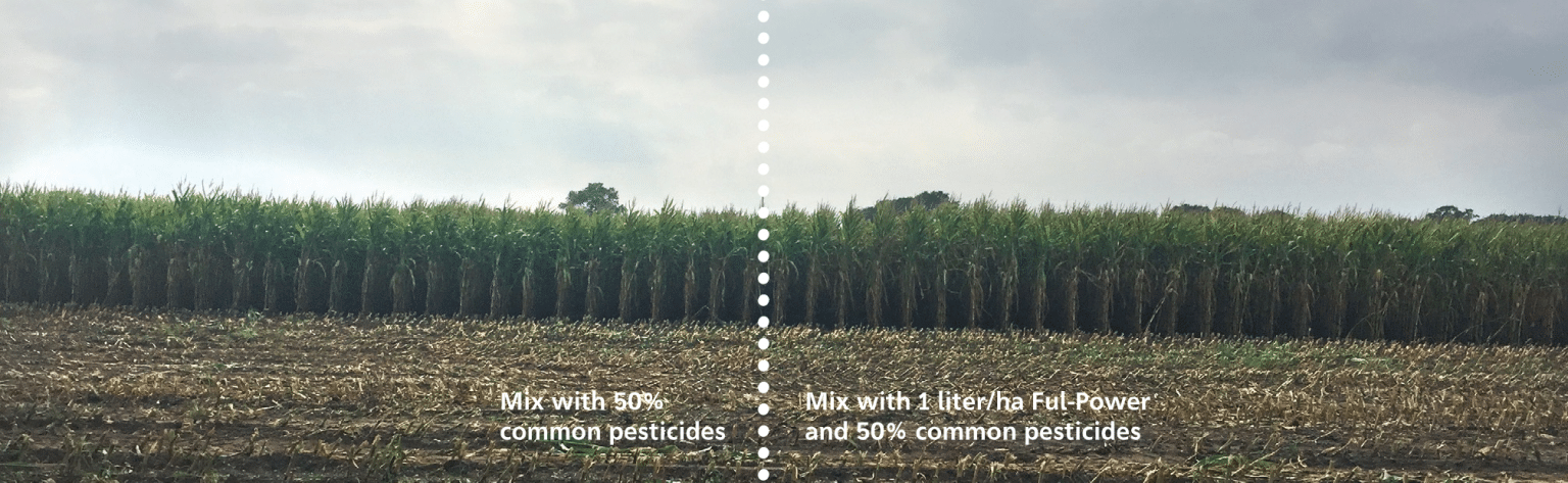 Corn growth - BioAg Europe